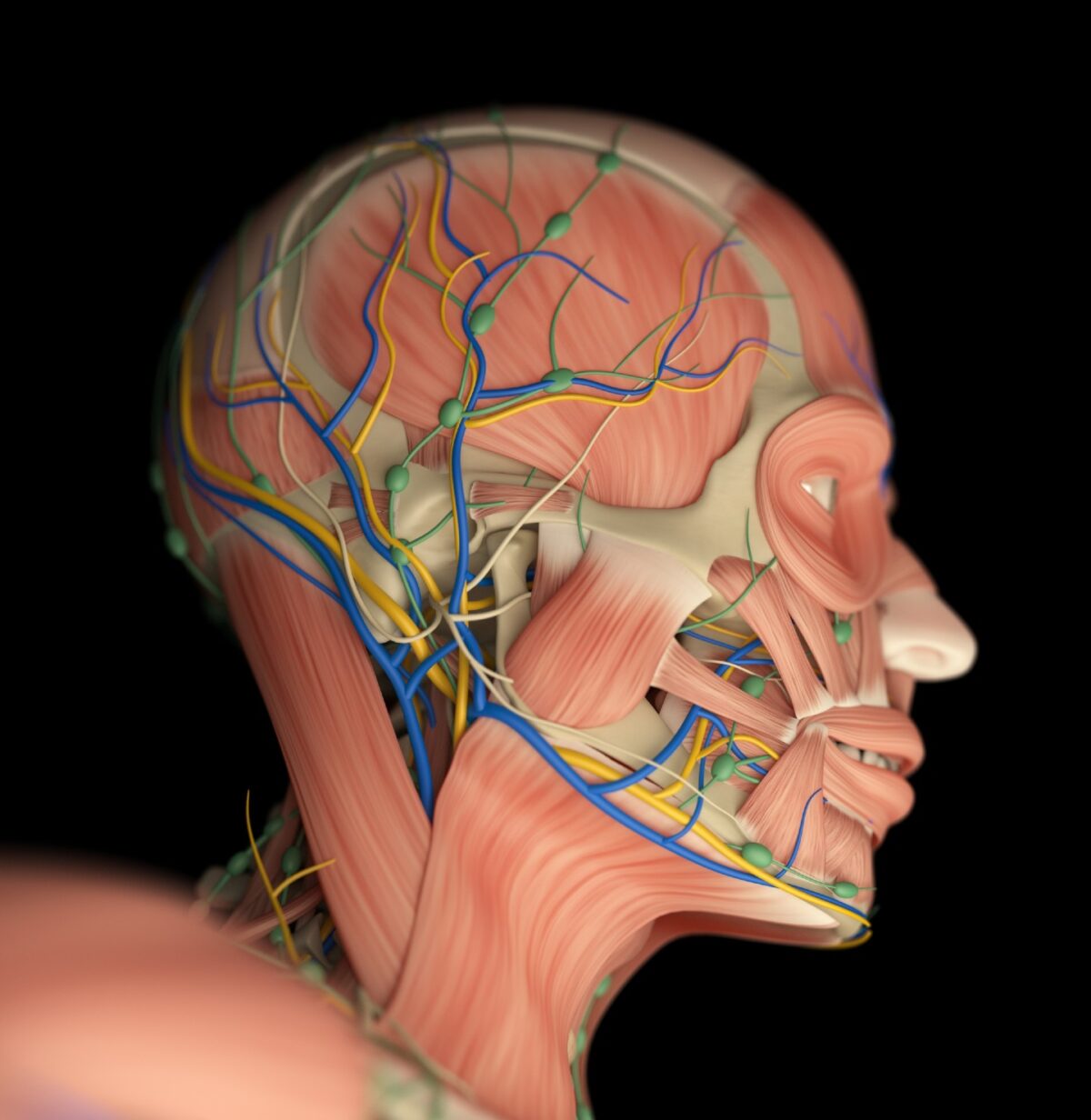 Body Systems - Carolina Knowledge Center