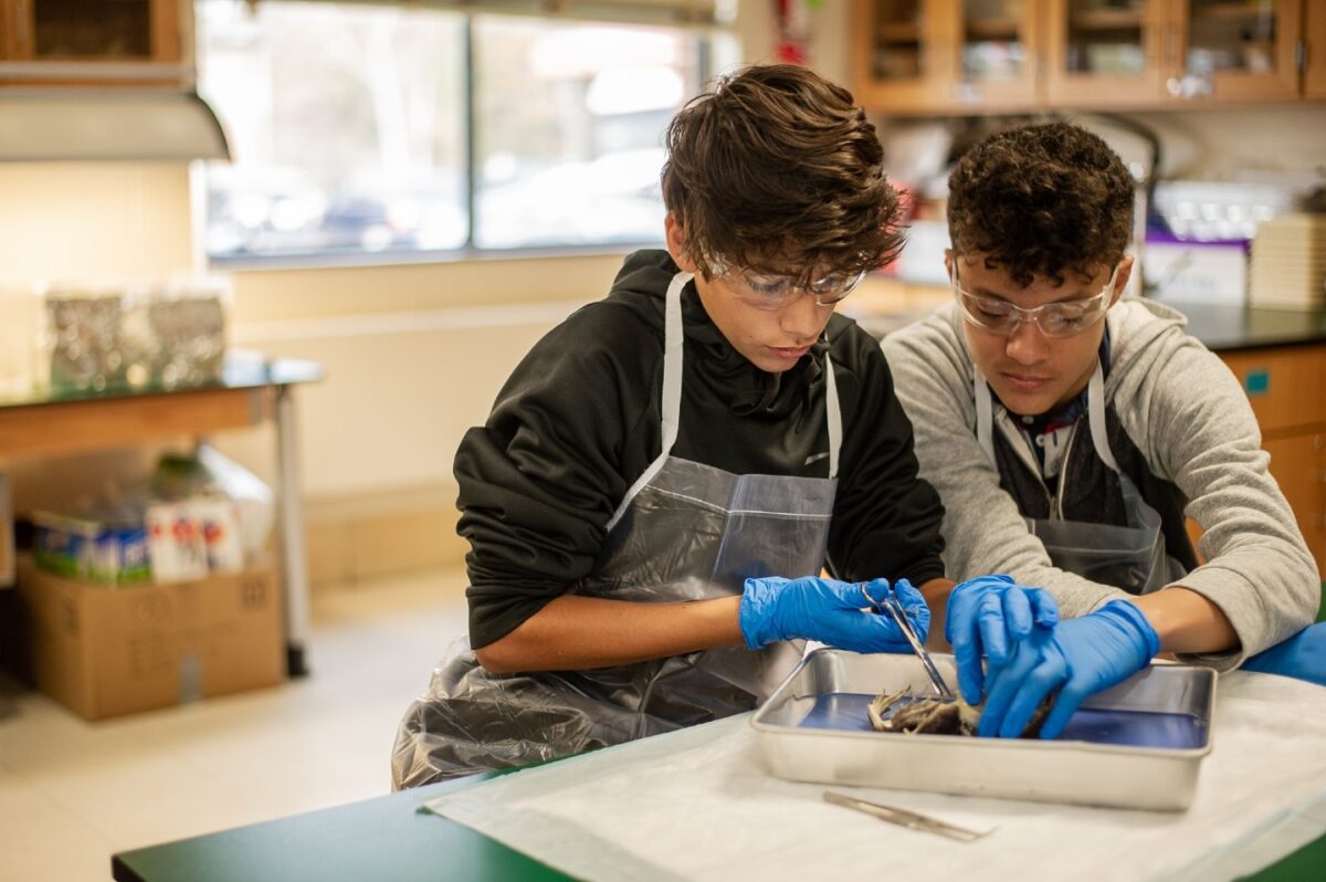 Dissection safety, storage, and disposal