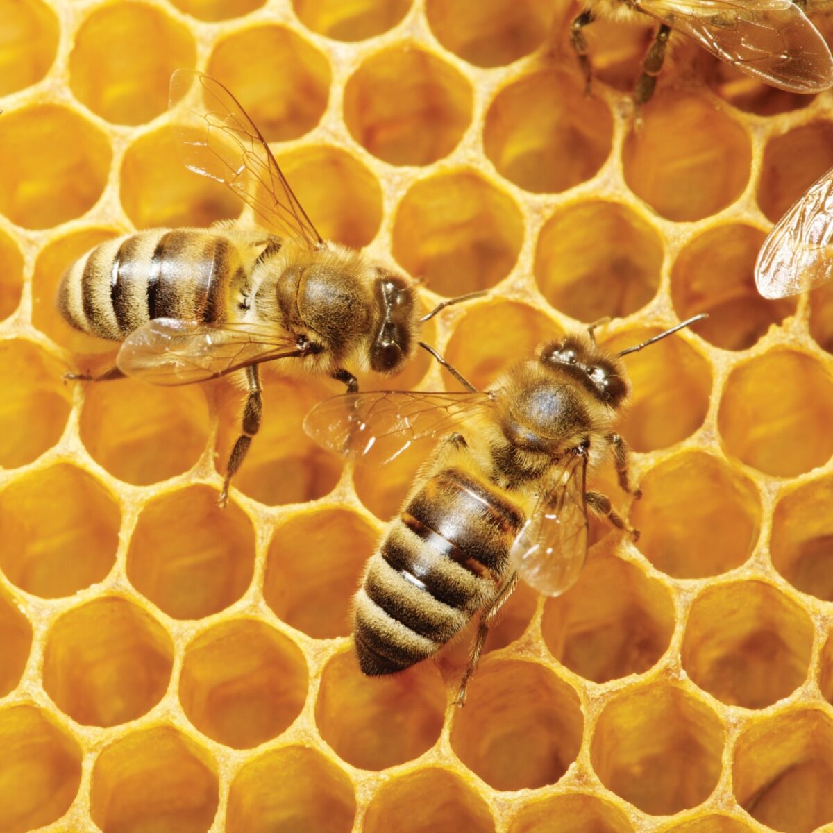 Why Do Bees Dance?