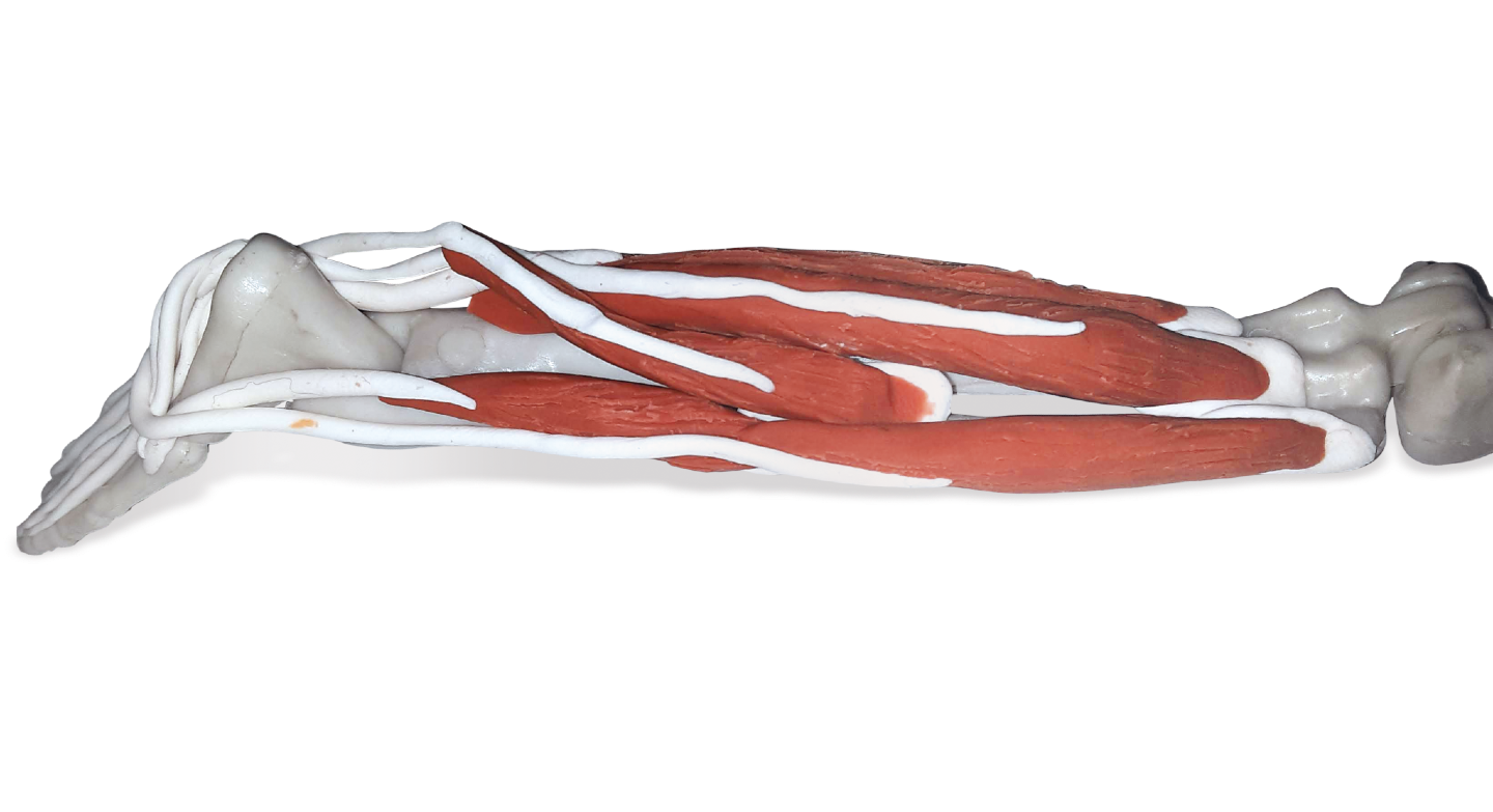 Using Models to Learn Human Lower Leg Musculature