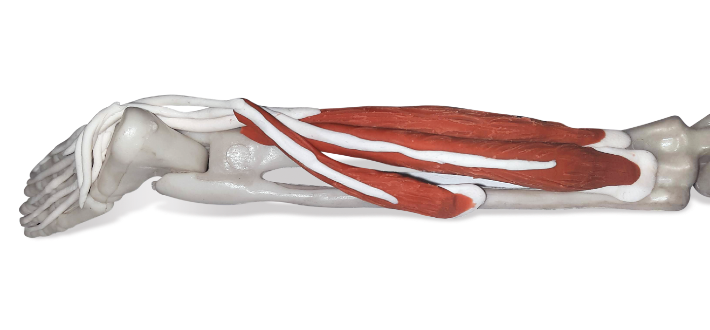 Using Models to Learn Human Lower Leg Musculature