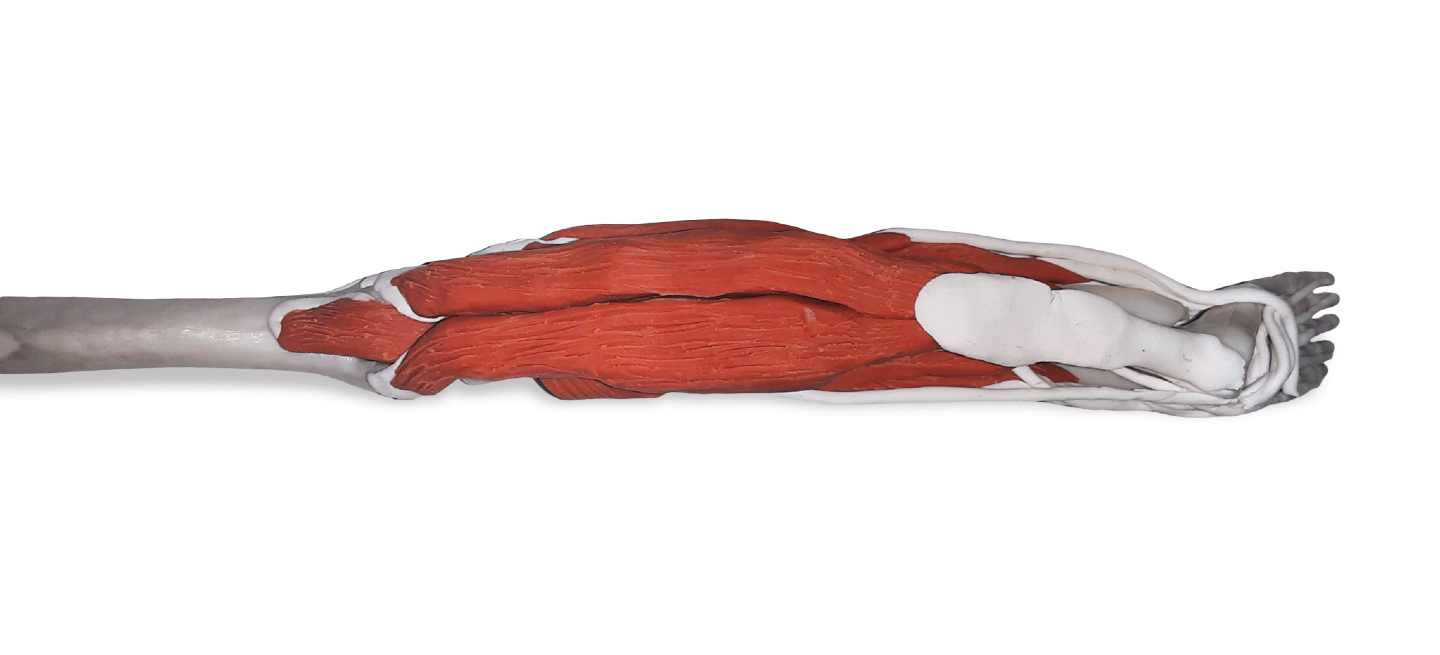 Using Models to Learn Human Lower Leg Musculature