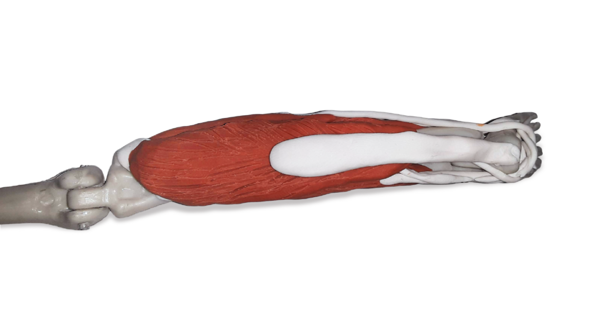 Using Models to Learn Human Lower Leg Musculature