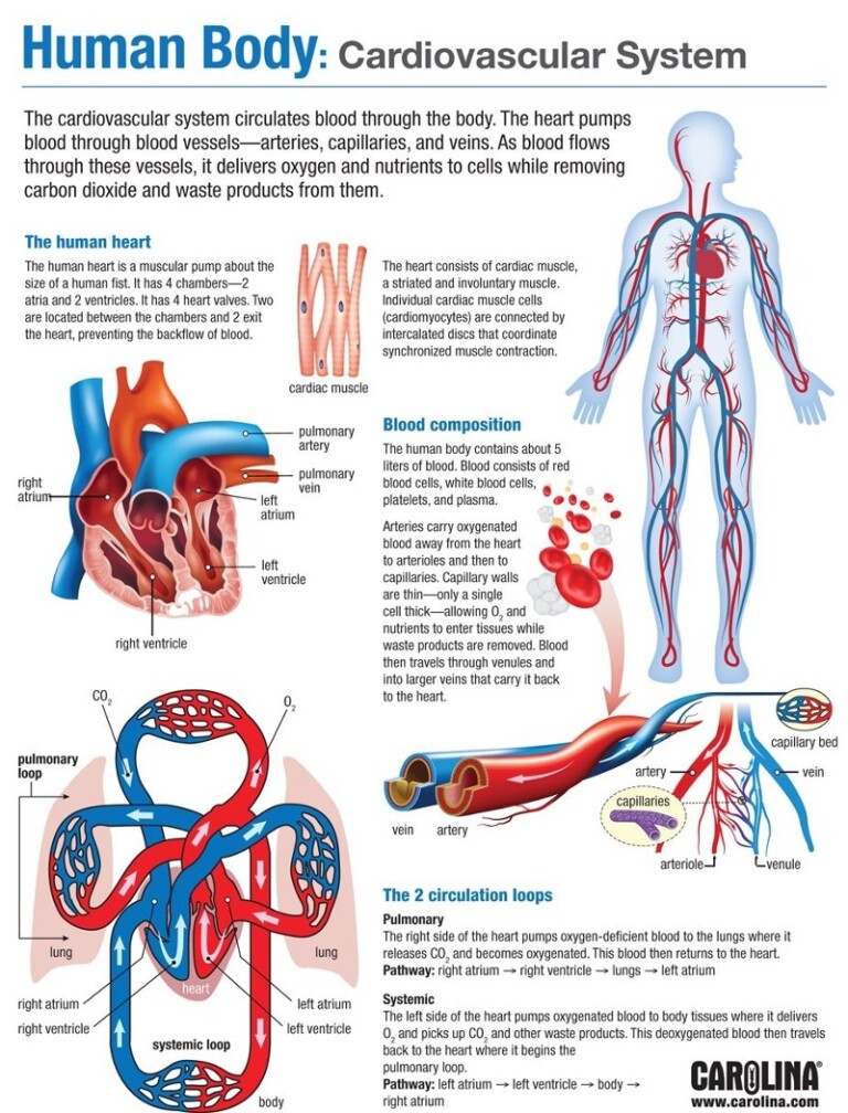 Teaching the Cardiovascular System