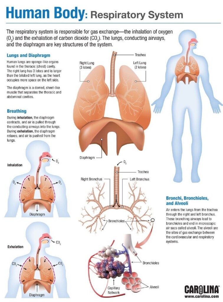 Teaching the respiratory system