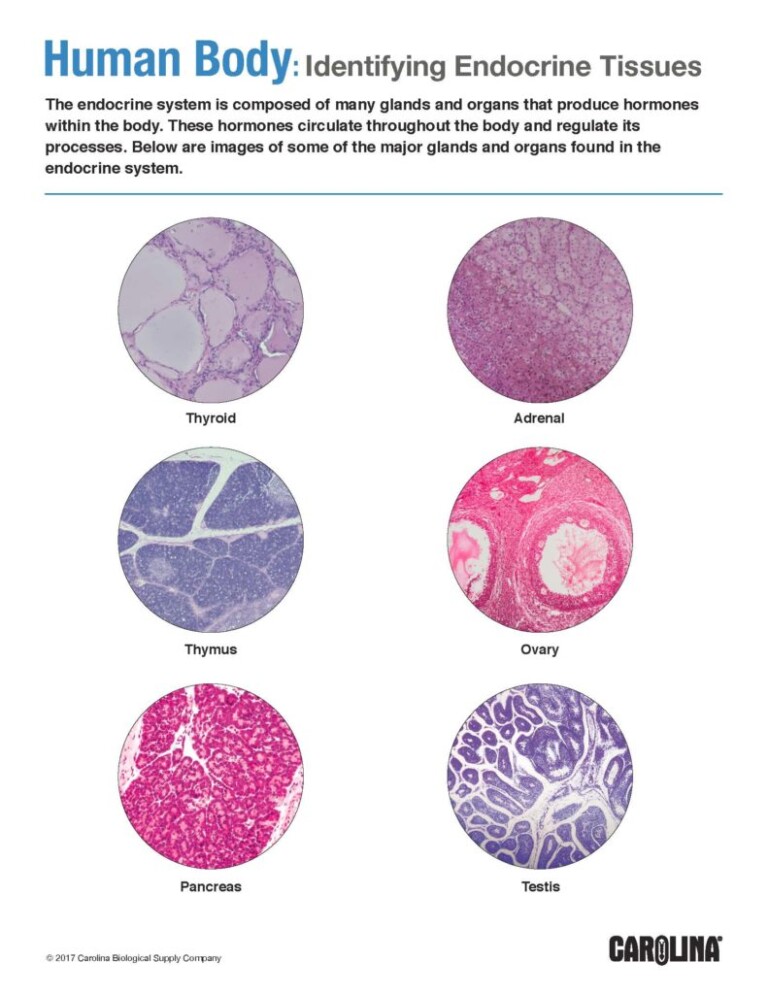 Teaching the Endocrine System