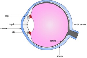 Human Eye Optics