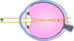 Human Eye Optics
