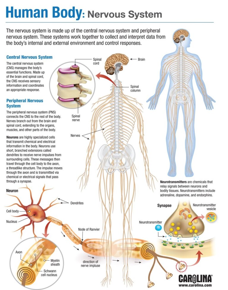 Teaching the Nervous System