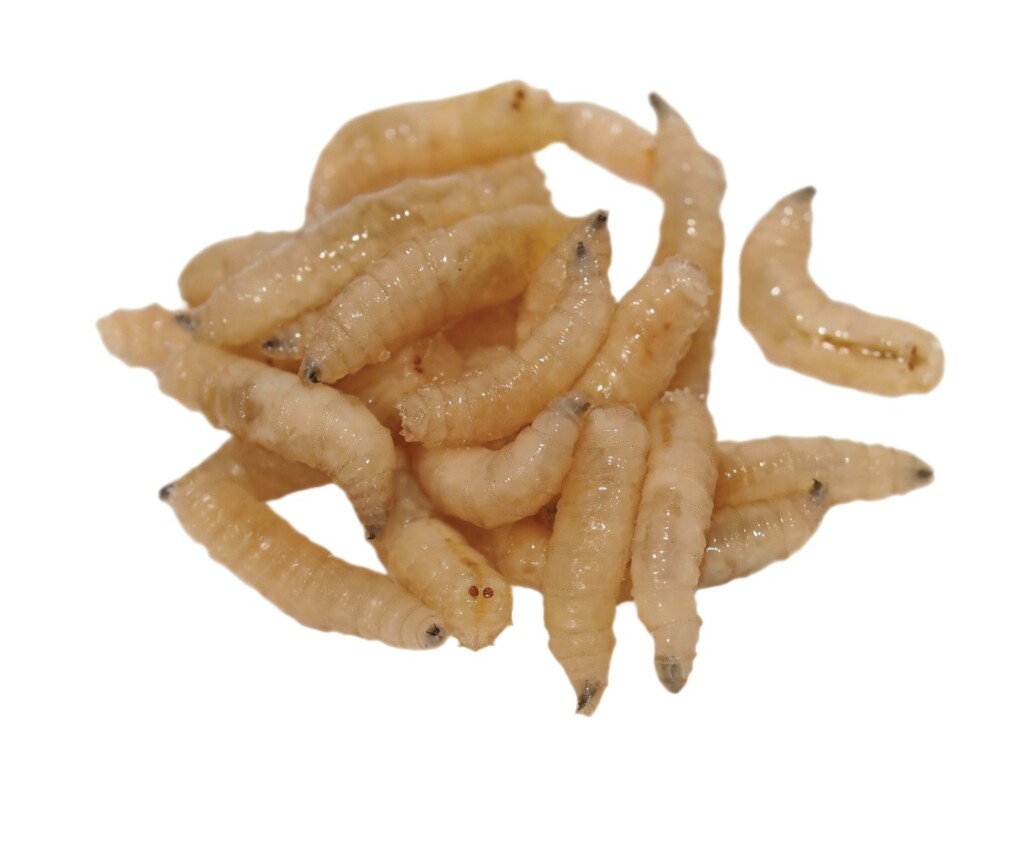 Maggot Michelangelos – Carolina Knowledge Center