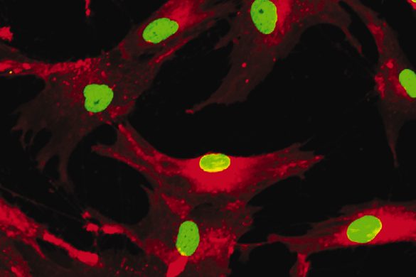 A Bitter Lesson: Understanding the Genetic Basis of PTC Tasting