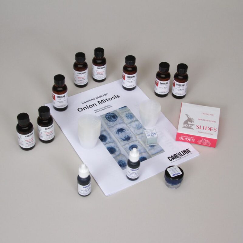 Squash an Onion and Learn the True Age of Your Cells - Carolina ...