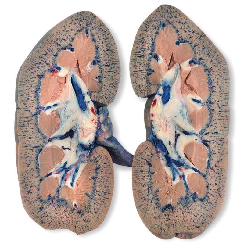 Guide to injection colors for preserved specimens