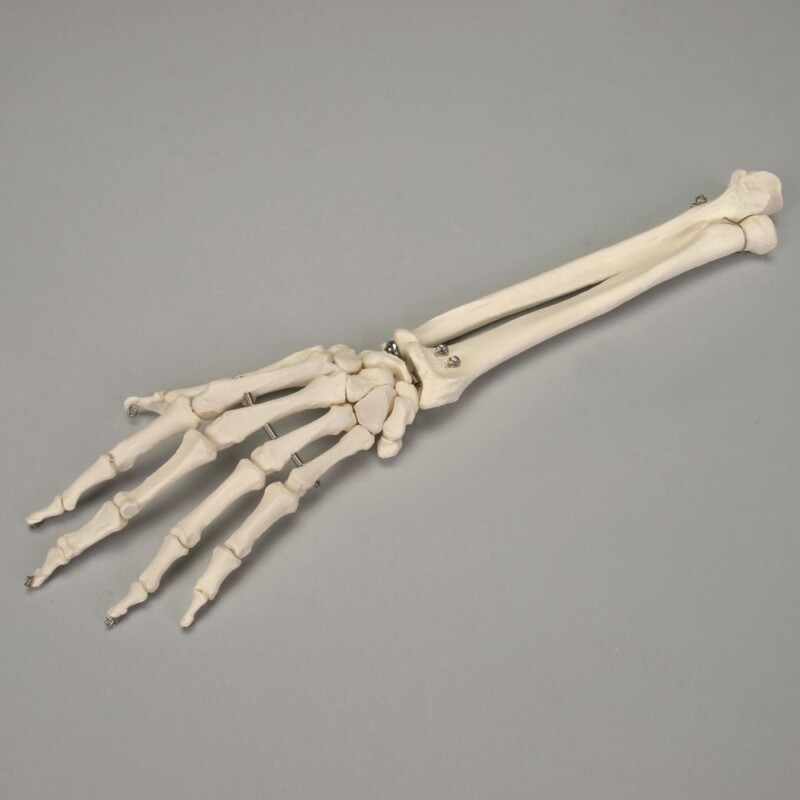 Flex and Extend: Modeling a Human Hand – Carolina Knowledge Center