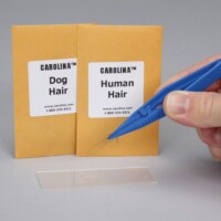 Forensic Hair Analysis Activity - Carolina Knowledge Center