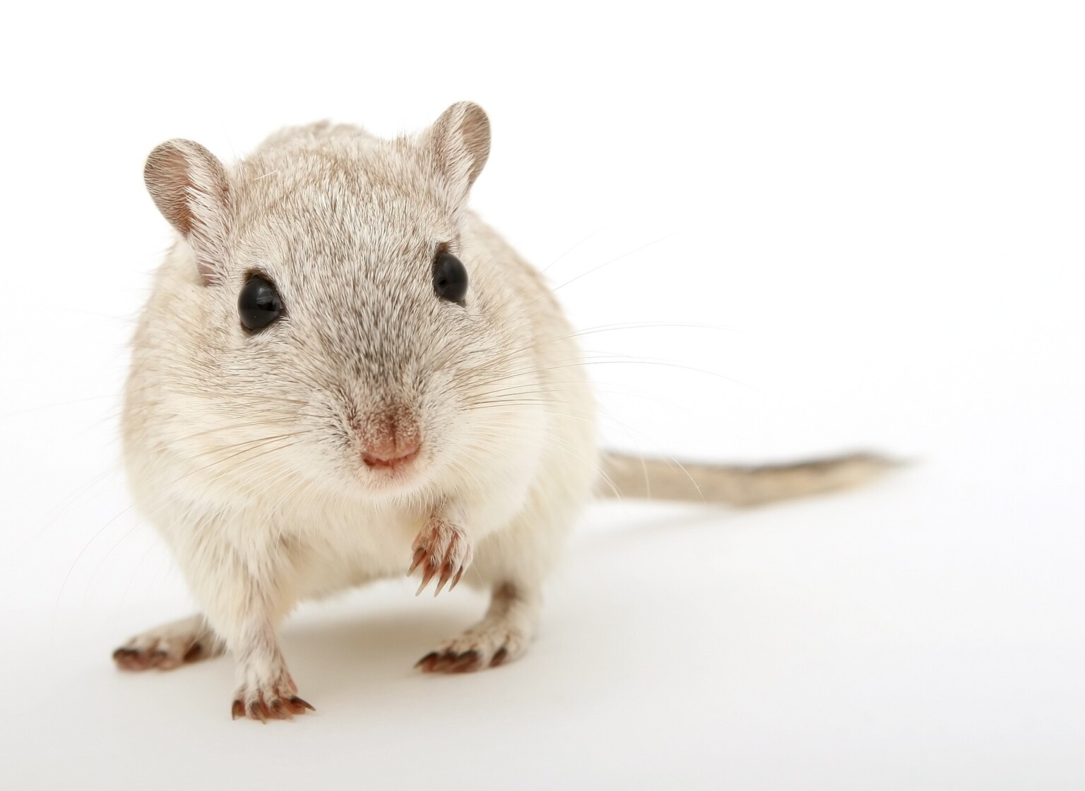 Rat Reproduction - Carolina Knowledge Center
