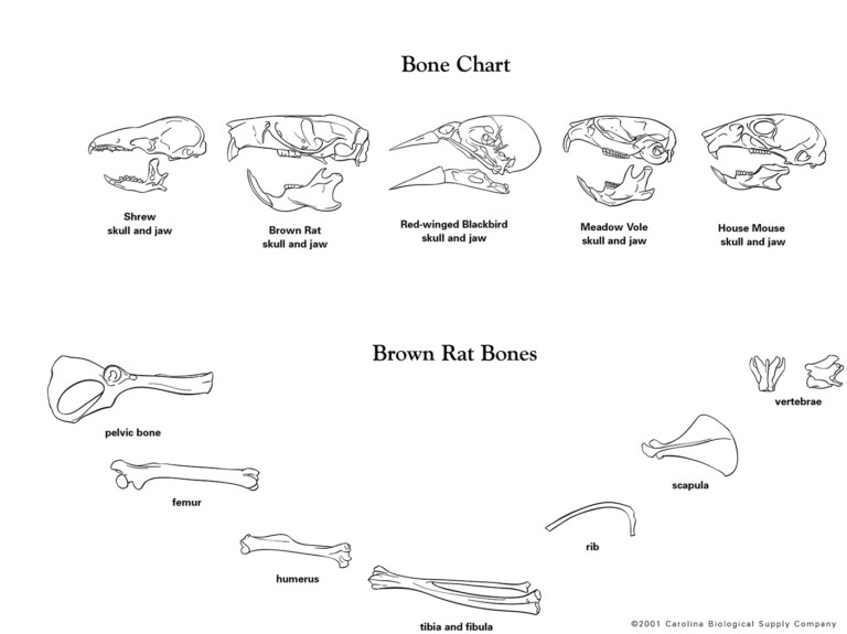 Owl Pellets