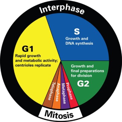 Teaching the Cell Cycle and Mitosis - Carolina Knowledge Center