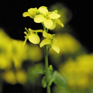 Mendelian Genetics - Carolina Knowledge Center