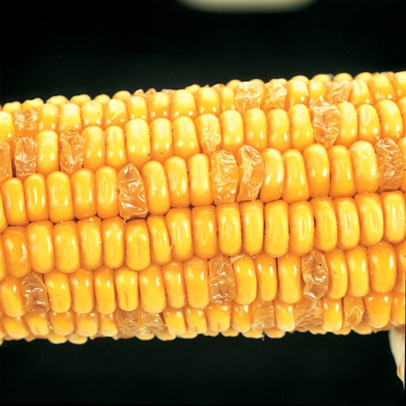 Mendelian Genetics - Carolina Knowledge Center