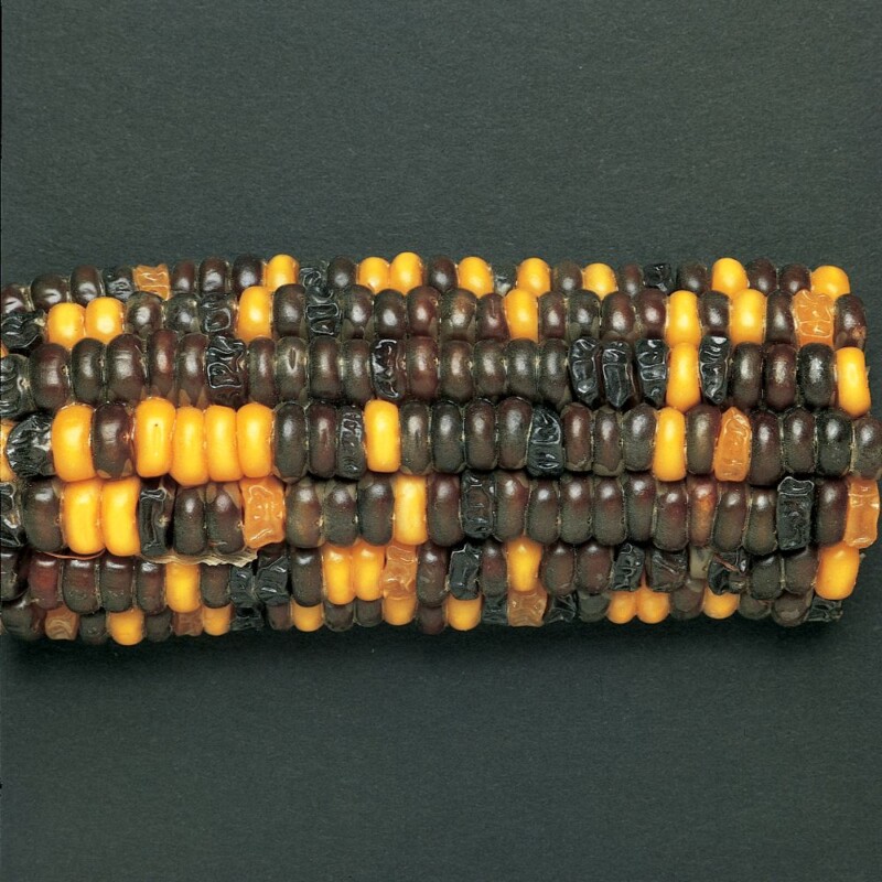 Carolina Genetic Corn: Seeds to Finished Product - Carolina Knowledge ...