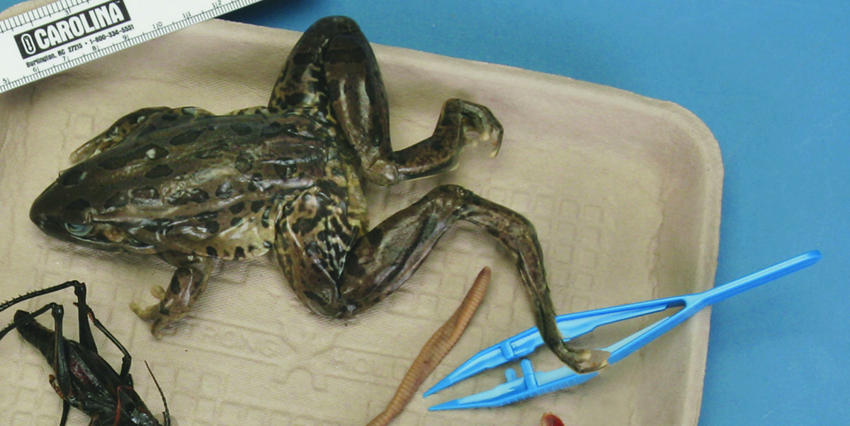 Carolina’s Perfect Solution® Specimens - Carolina Knowledge Center