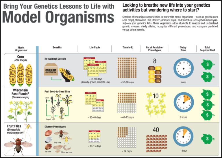 Mendelian Genetics - Carolina Knowledge Center