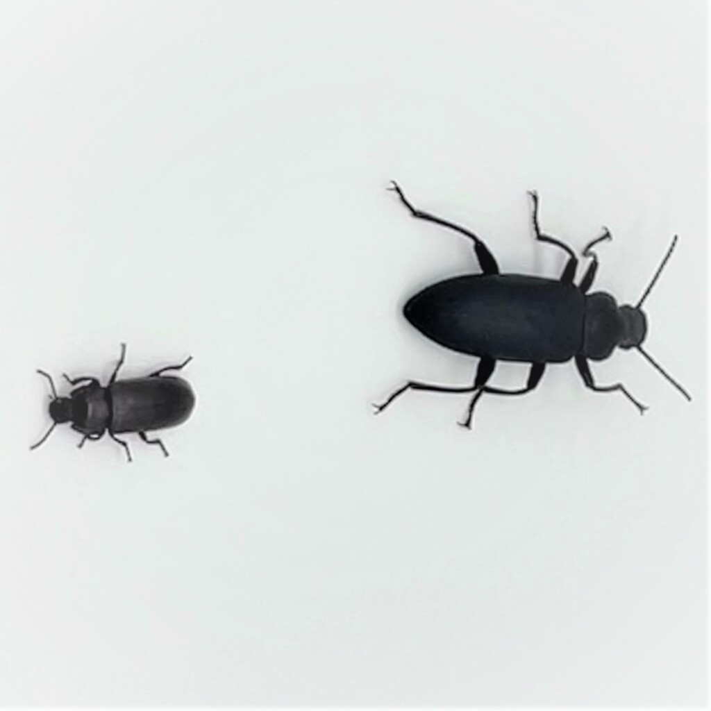 Mealworms and Superworms in the News - Carolina Knowledge Center