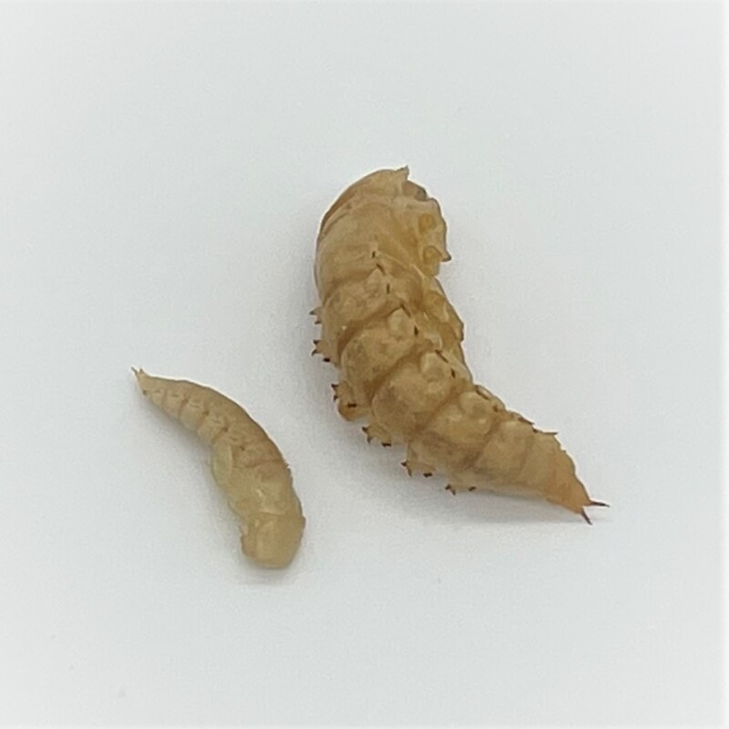 Mealworms and Superworms in the News - Carolina Knowledge Center