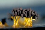 The Slime Mold Physarum polycephalum, a Single-Celled Organism for ...