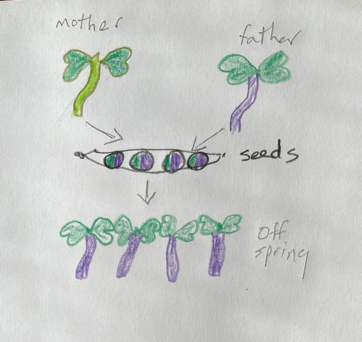 Teaching Genetics for Middle School Learners - Carolina Knowledge Center