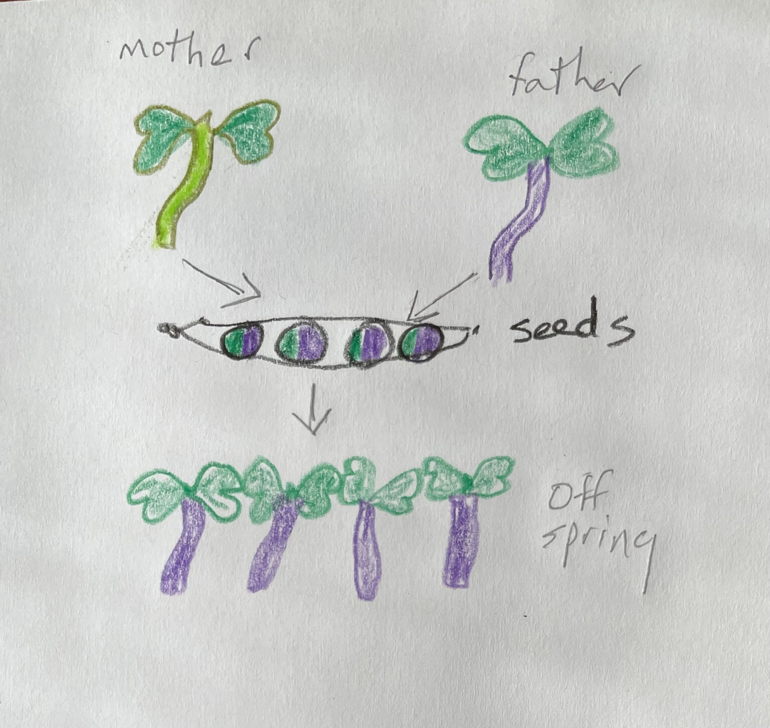 Teaching Genetics for Middle School Learners - Carolina Knowledge Center
