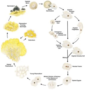 The Slime Mold Physarum polycephalum, a Single-Celled Organism for ...