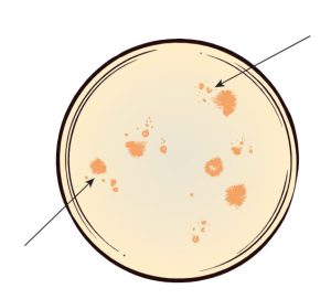 Carolina Biotechnology Troubleshooting Guide - Carolina Knowledge Center