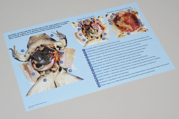 Dissection safety, storage, and disposal