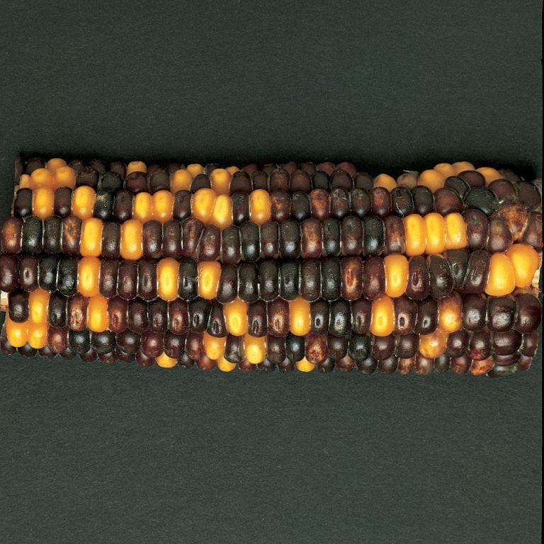 Carolina Genetic Corn: Seeds to Finished Product - Carolina Knowledge ...