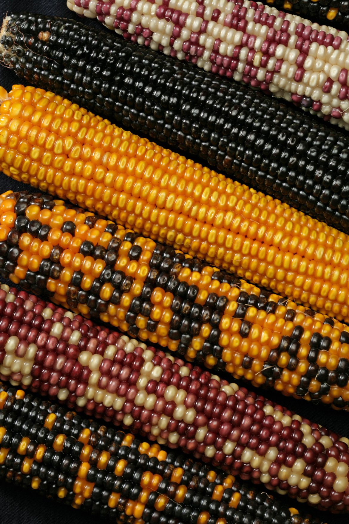 Carolina Genetic Corn: Seeds to Finished Product - Carolina Knowledge ...