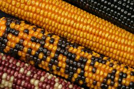 Corn as an Introduction to Mendelian Genetics - Carolina Knowledge Center