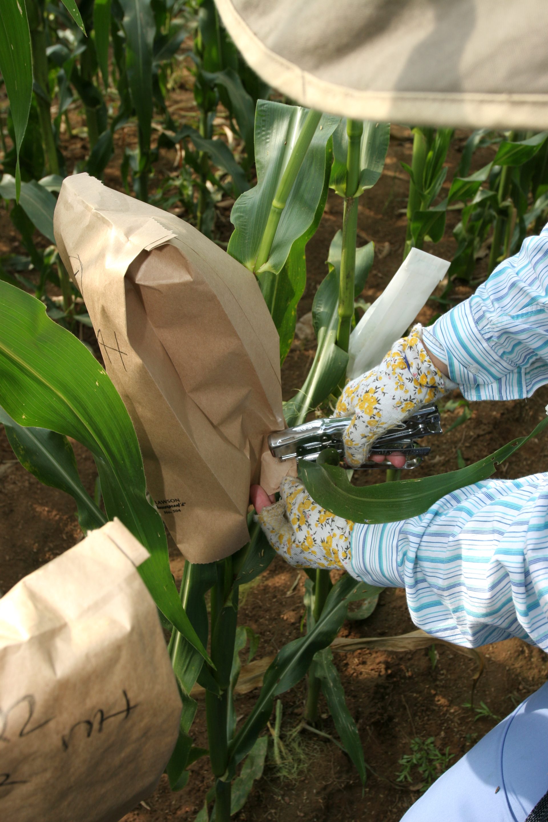 Carolina Genetic Corn: Seeds to Finished Product - Carolina Knowledge ...