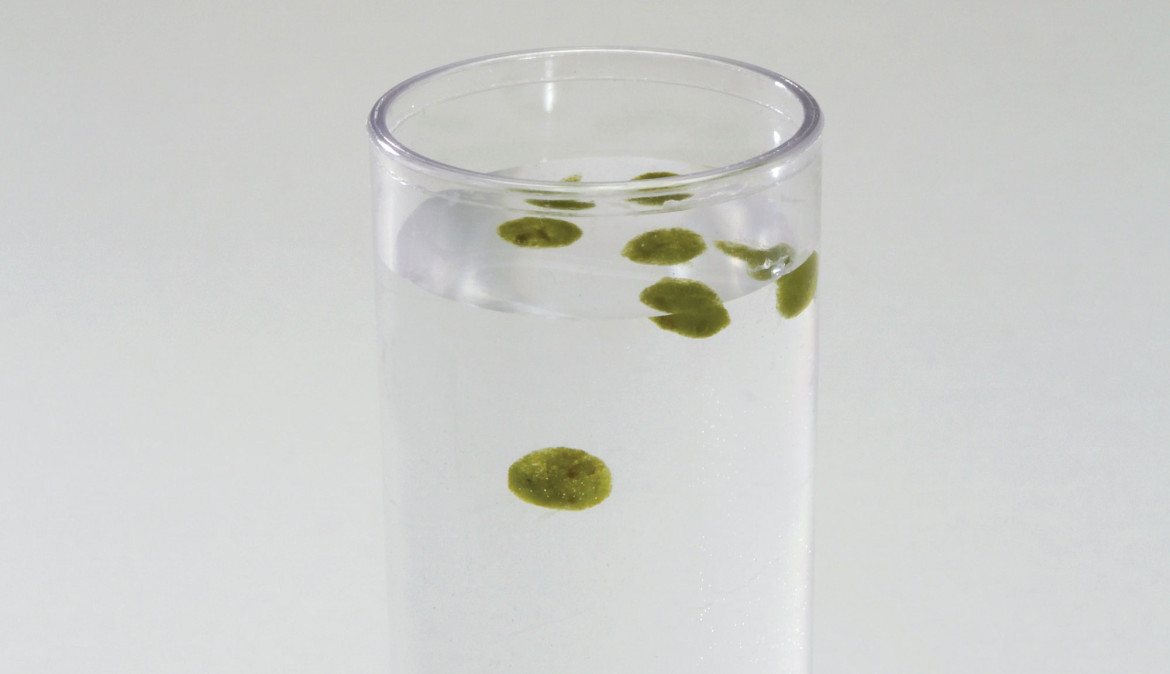 Making Algae Beads - Carolina Knowledge Center