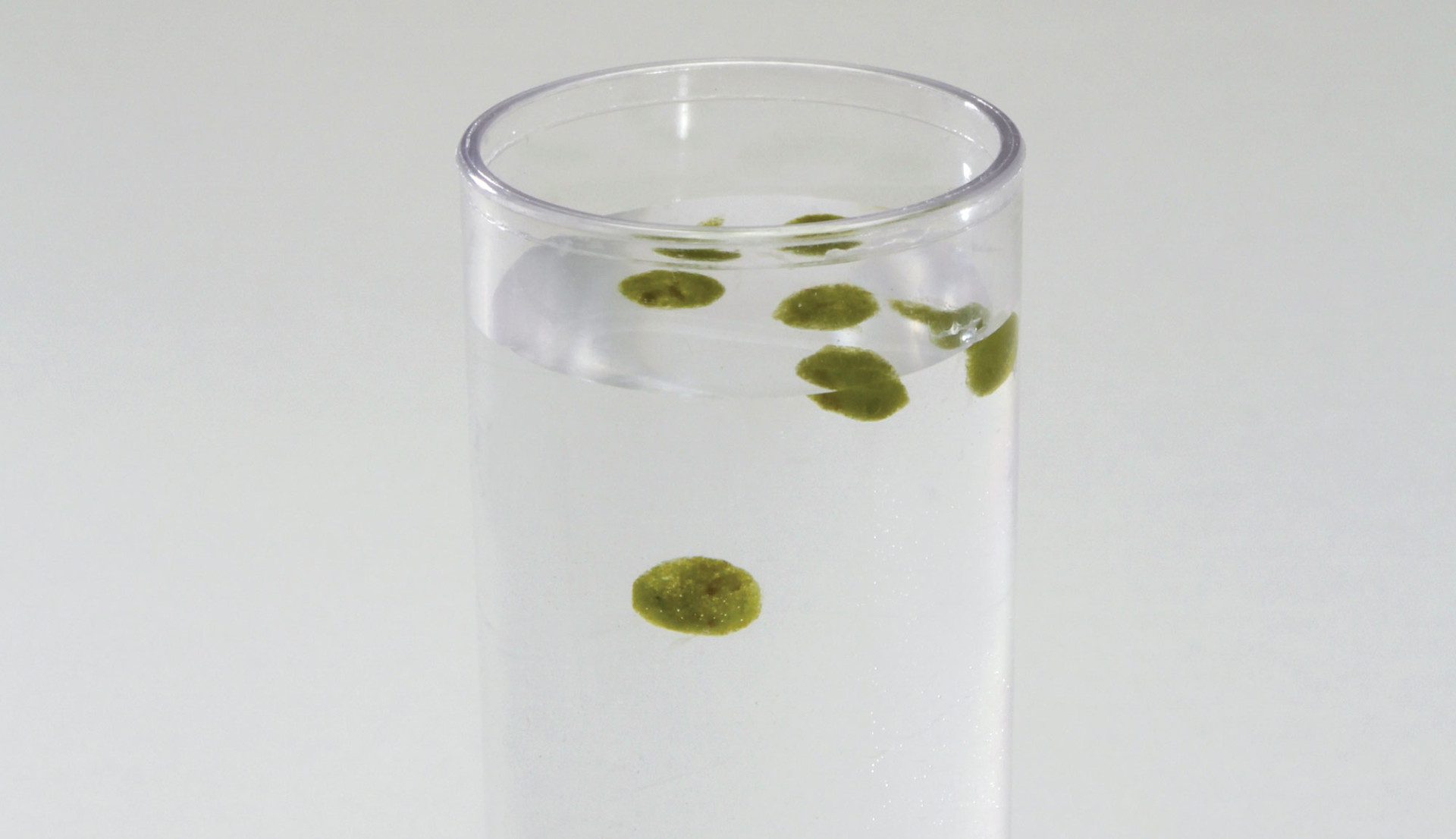 Seed Germination - Carolina Knowledge Center