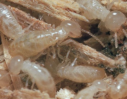 Critters in the Classroom Archives - Carolina Knowledge Center