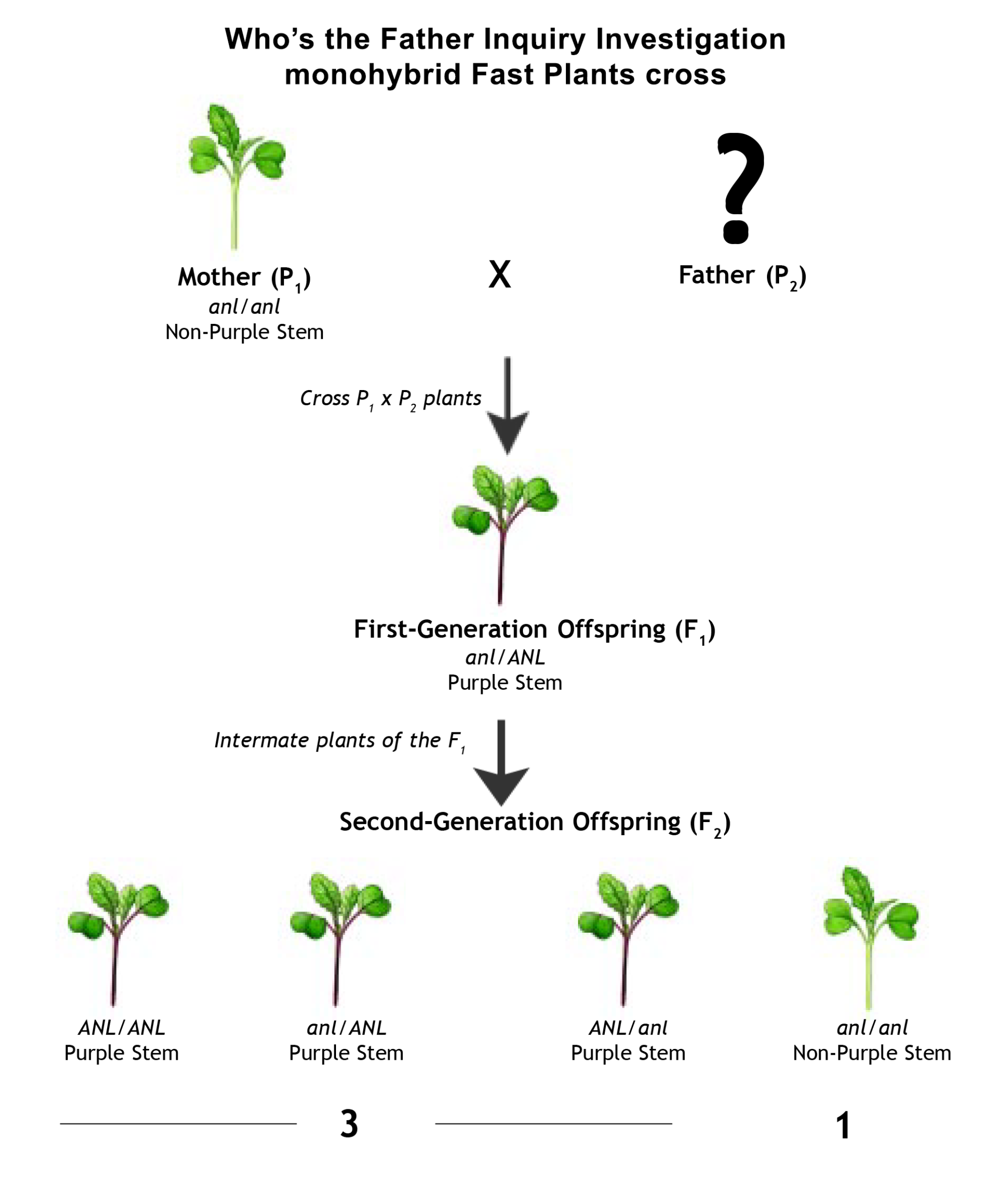 Dihybrid Inheritance Patterns with Wisconsin Fast Plants: 3-D Genetics ...