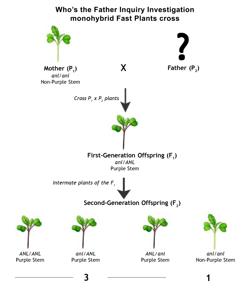 Dihybrid Inheritance Patterns with Wisconsin Fast Plants: 3-D Genetics Teaching Actively Engages ...