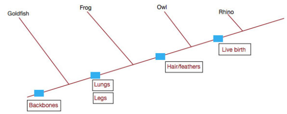 Introduction to Cladogram Construction – Carolina Knowledge Center