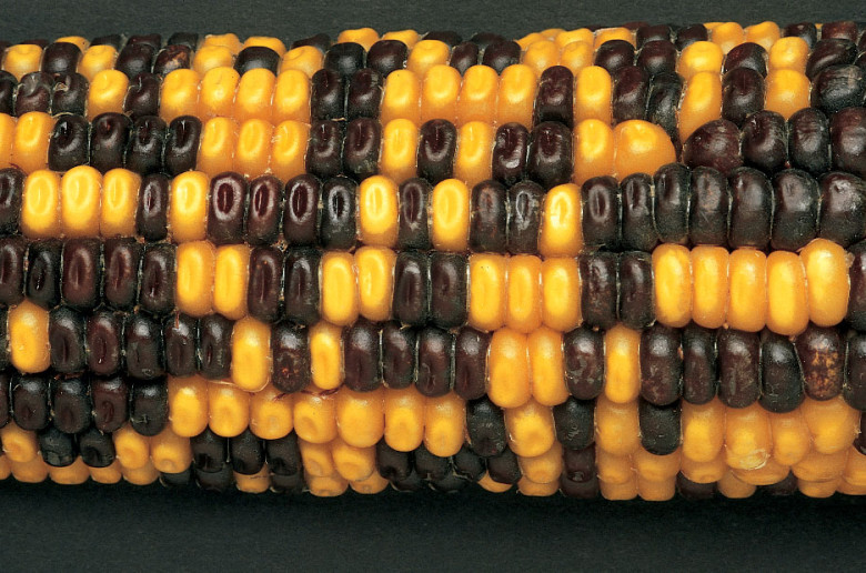 All Science Archives - Carolina Knowledge Center