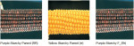 Corn as an Introduction to Mendelian Genetics - Carolina Knowledge Center