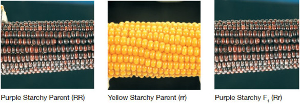 Corn as an Introduction to Mendelian Genetics – Carolina Knowledge Center
