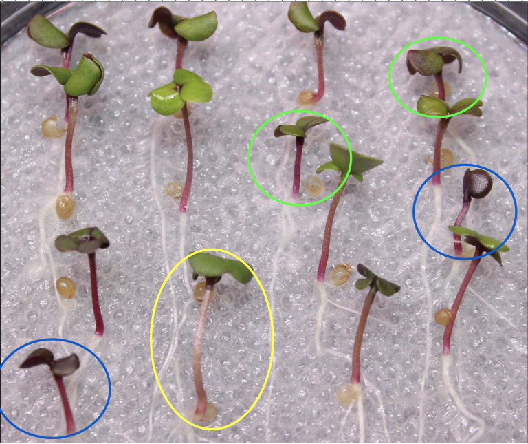 Dihybrid Inheritance Patterns with Wisconsin Fast Plants: 3-D Genetics ...