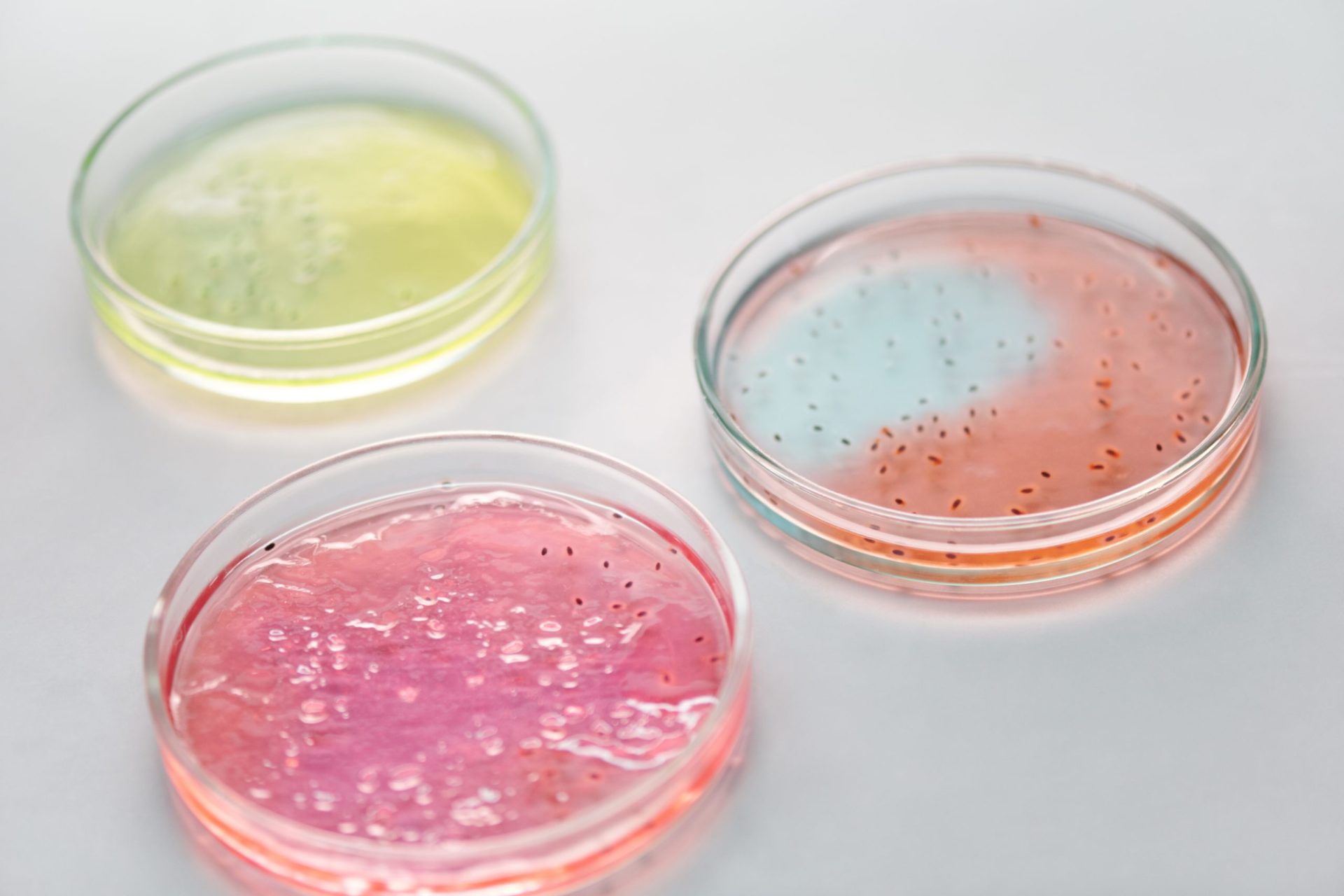Survey of Protista - Carolina Knowledge Center